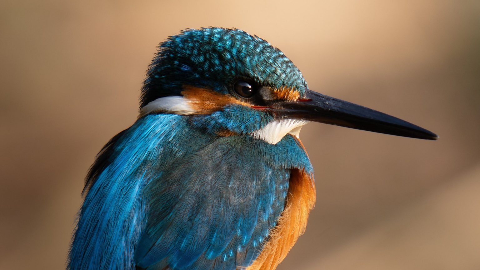 SONIDORI現像チャレンジ | SONIDORI | ソニドリ