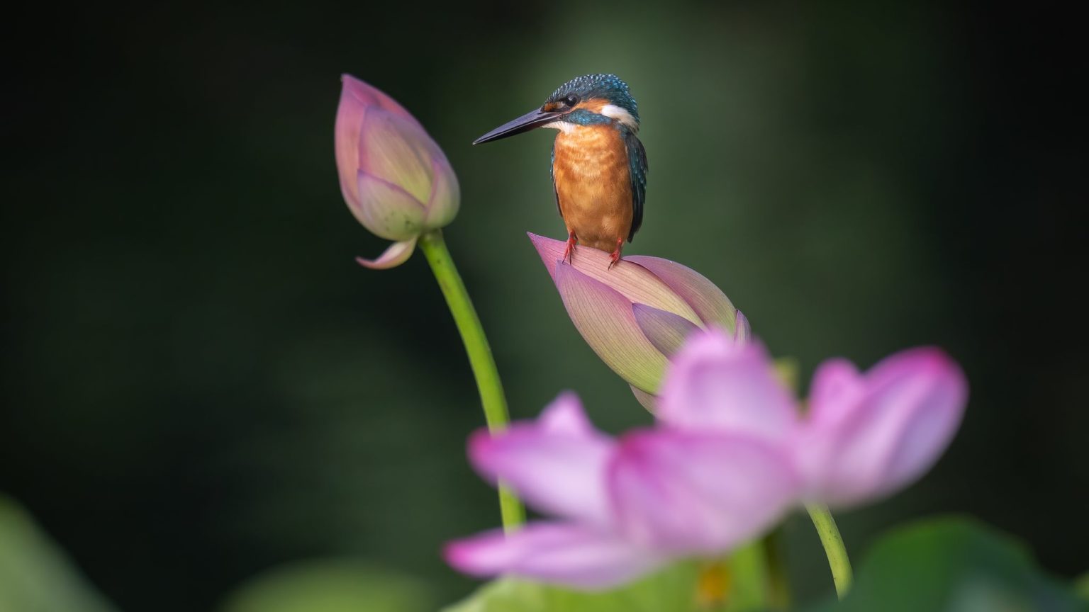 第2回 SONIDORI フォトコンテスト | SONIDORI | ソニドリ